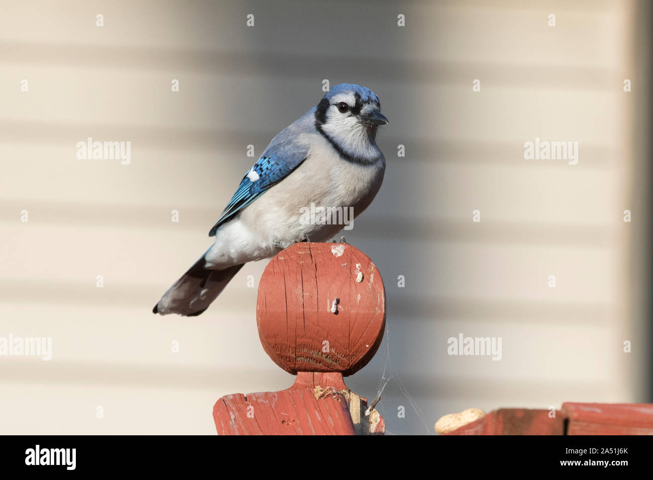 Blue jay in fall Stock Photo - Alamy
