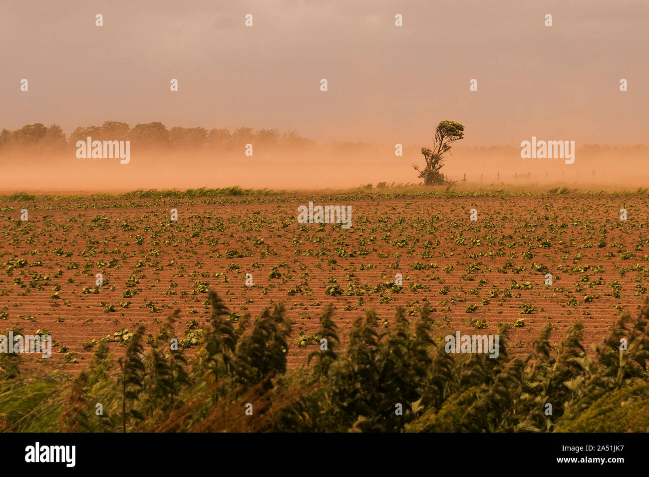 Dead crops hi-res stock photography and images - Alamy