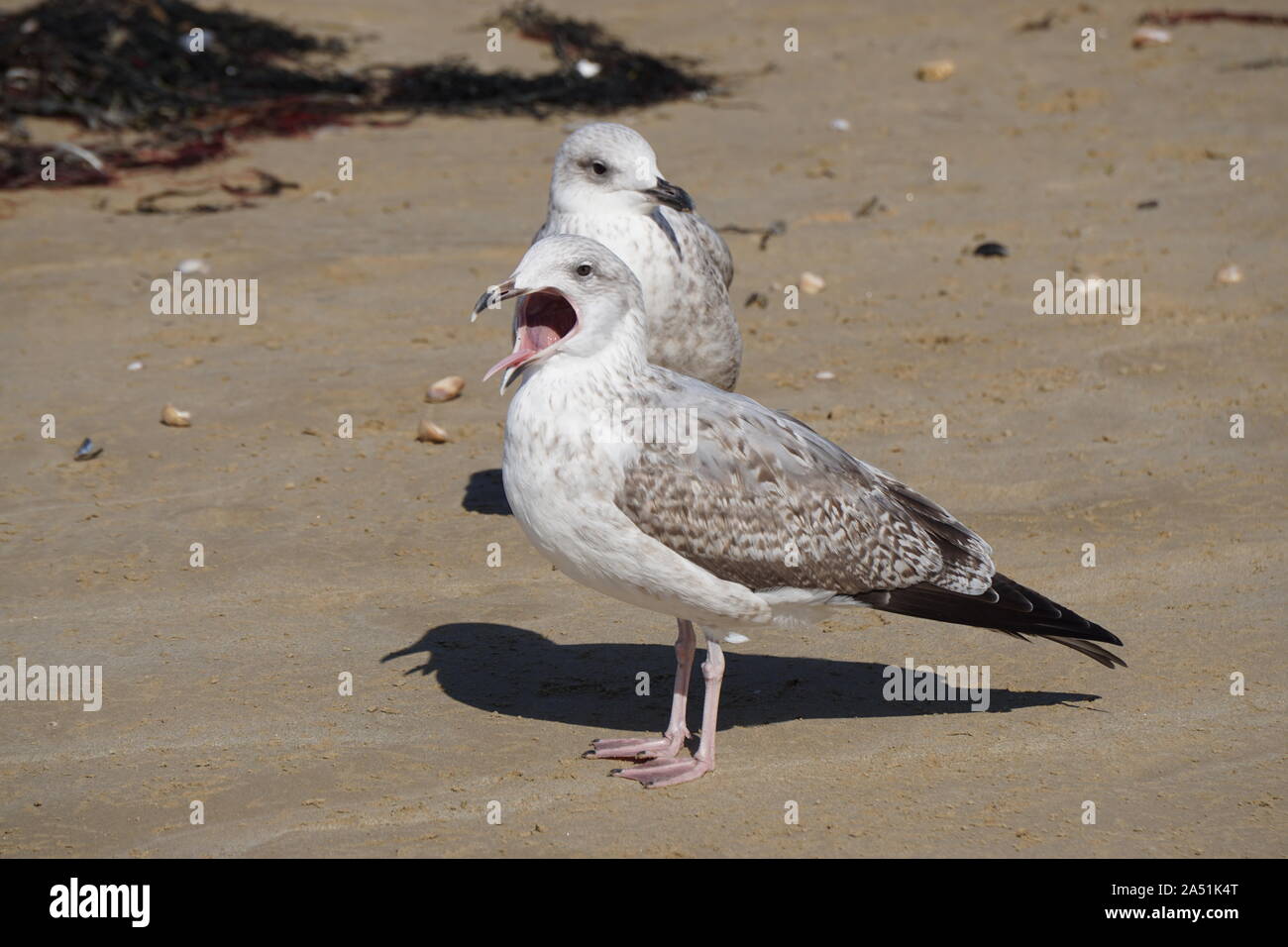 Screeching hi-res stock photography and images - Alamy