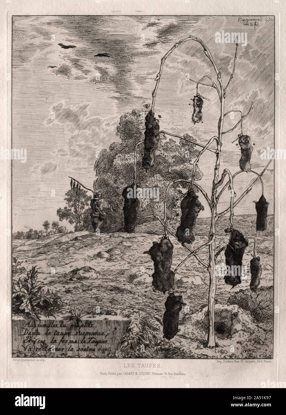 Museum moles hi-res stock photography and images - Alamy