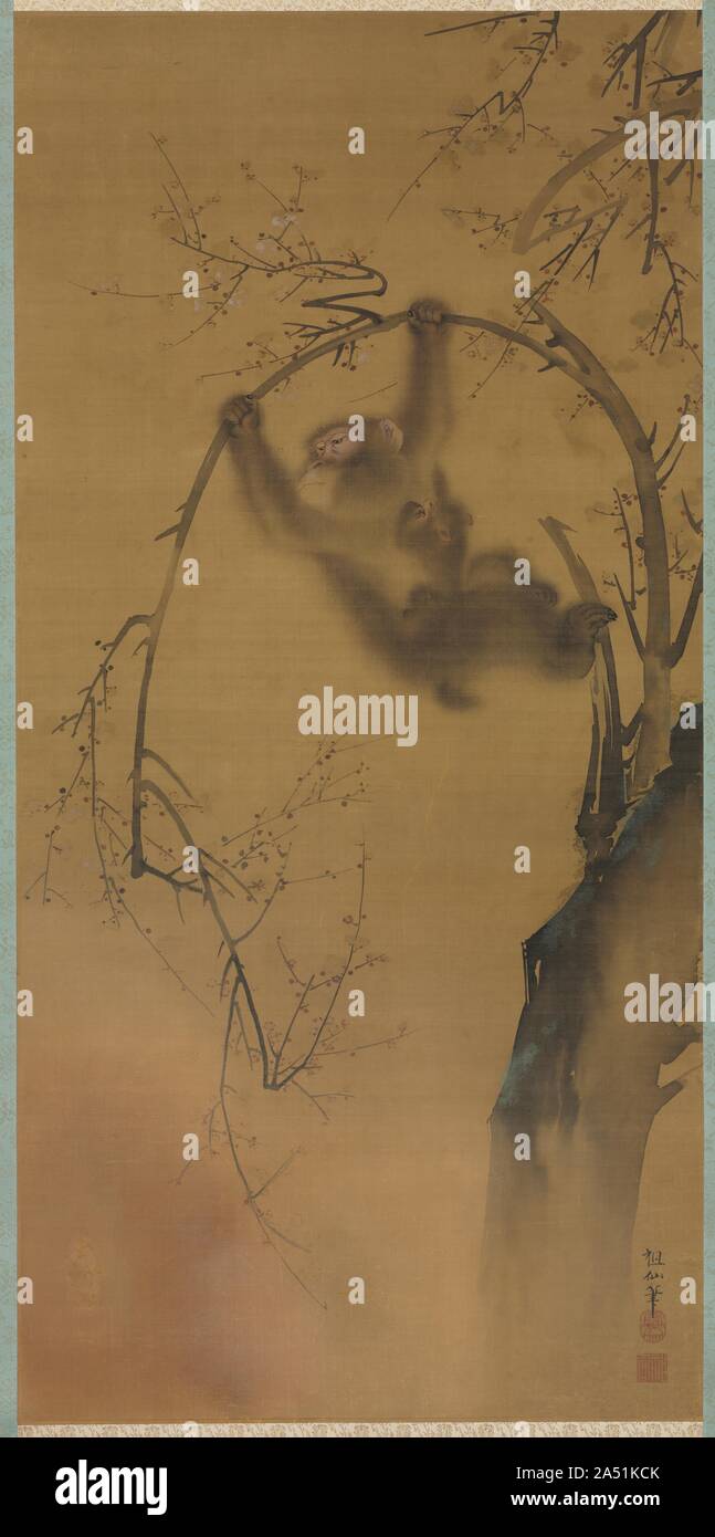 Silk monkeys hi-res stock photography and images - Alamy