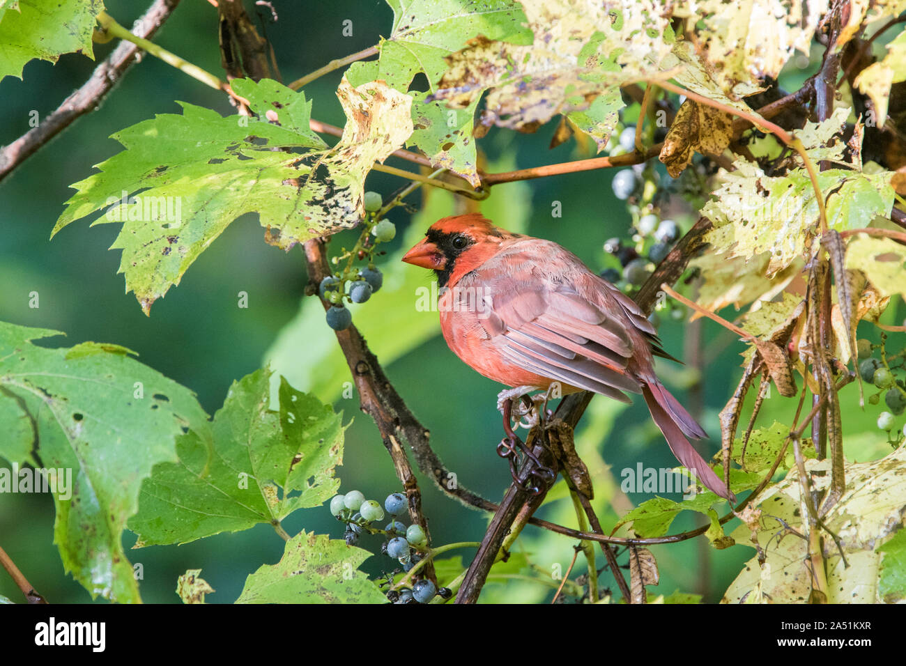 northern cardinal (Cardinalis cardinalis Stock Photo - Alamy