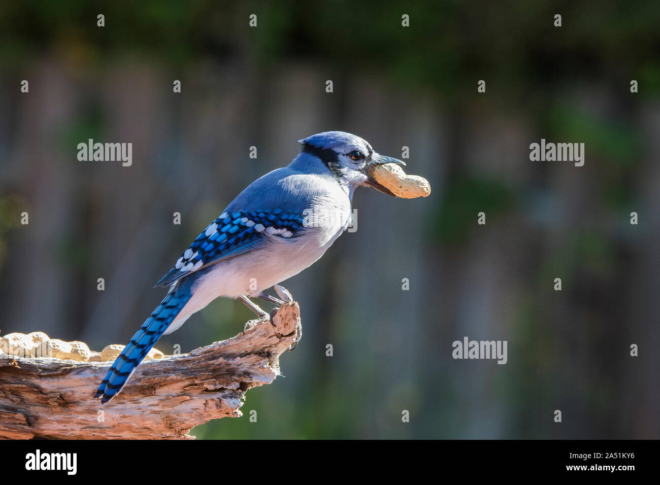 Bluejay with peanuts hi-res stock photography and images - Alamy
