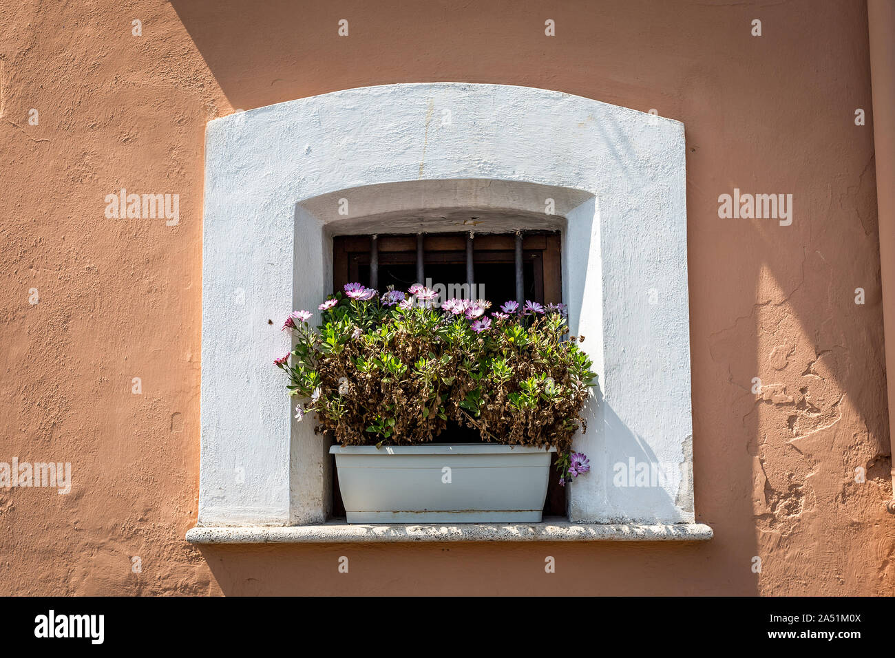 Red flowers in front of window with blue shutter hi-res stock ...