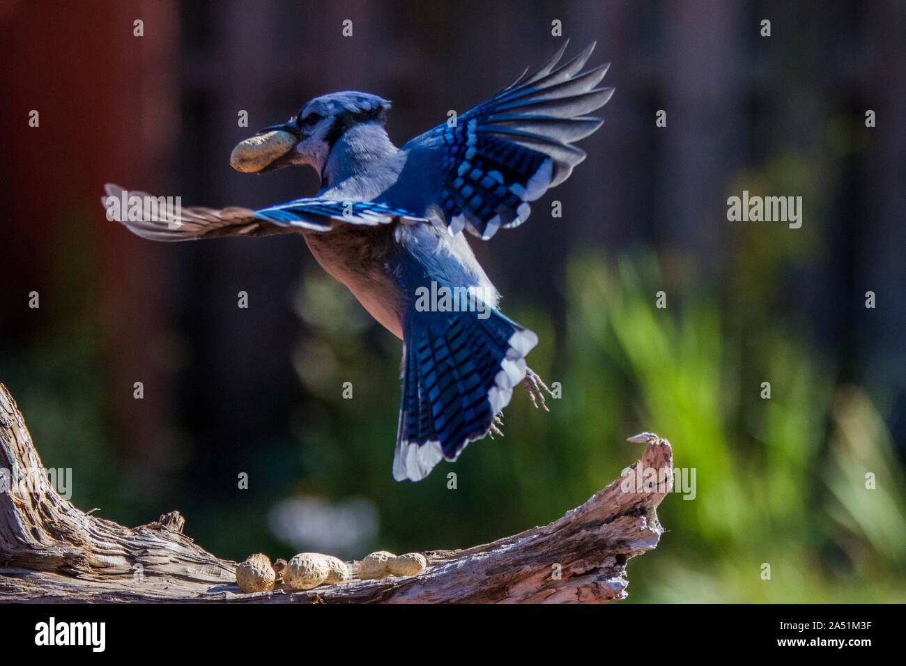 Blue jay in fall Stock Photo - Alamy