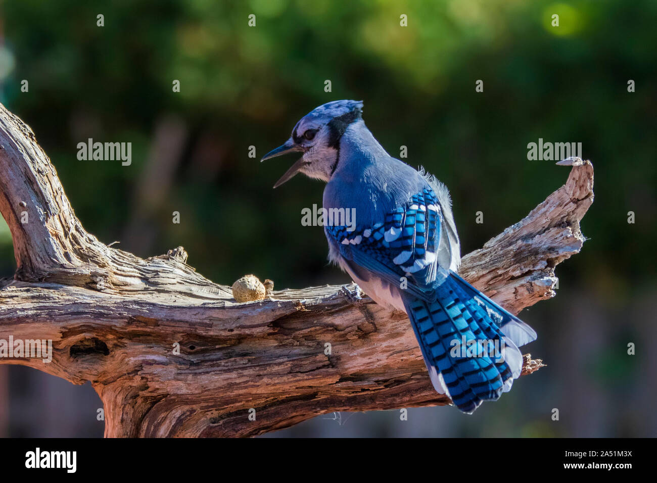 Blue jay in fall Stock Photo - Alamy