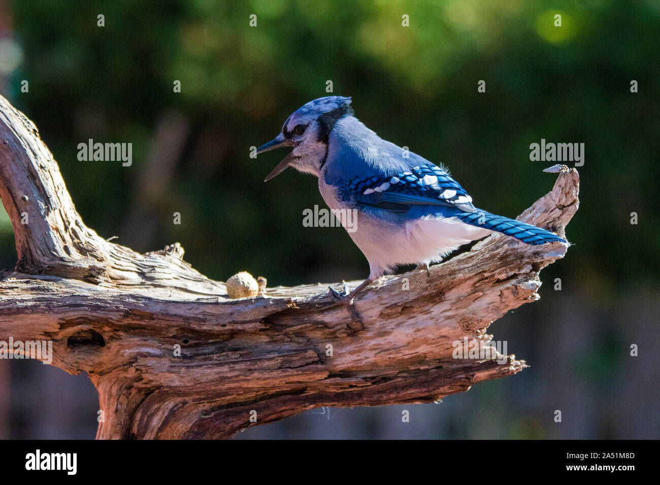 Bluejay with peanuts hi-res stock photography and images - Alamy
