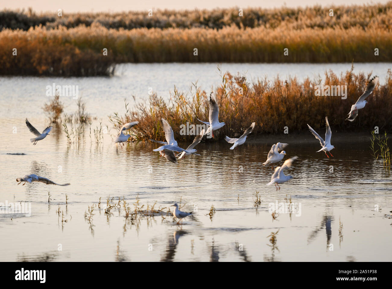 Excessive grazing hi-res stock photography and images - Alamy