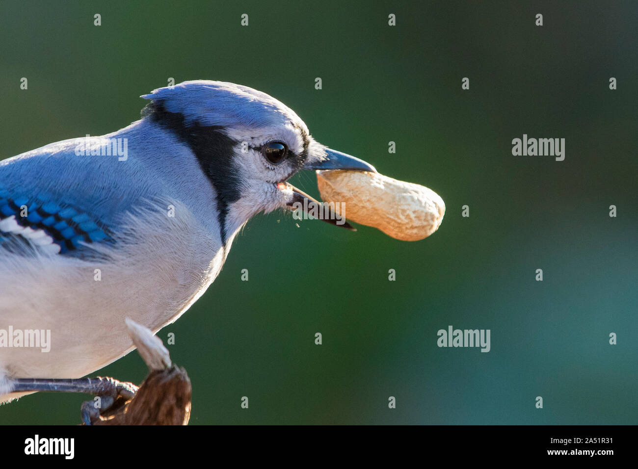 Bluejay with peanuts hi-res stock photography and images - Alamy