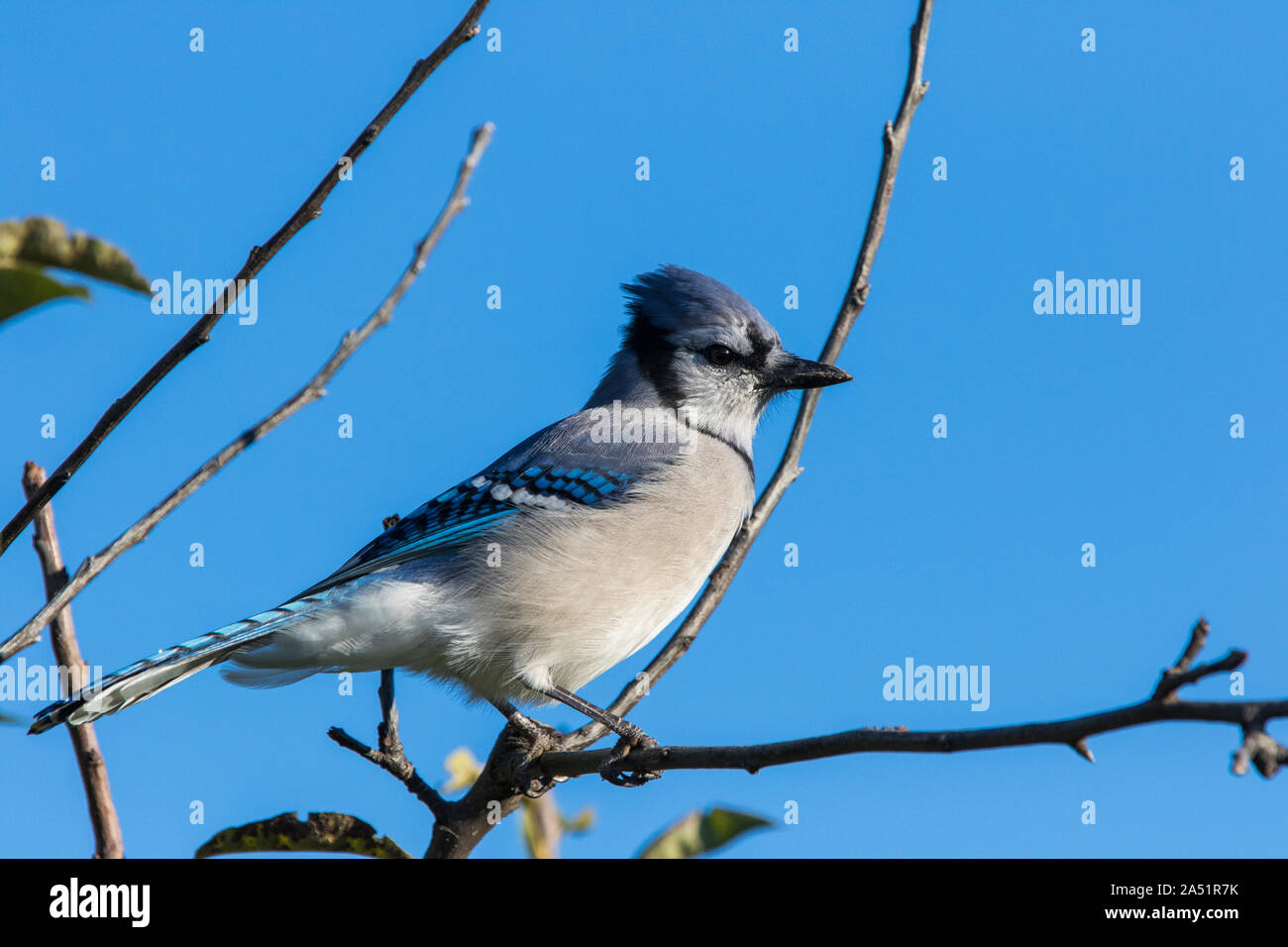 Blue jay in fall Stock Photo - Alamy