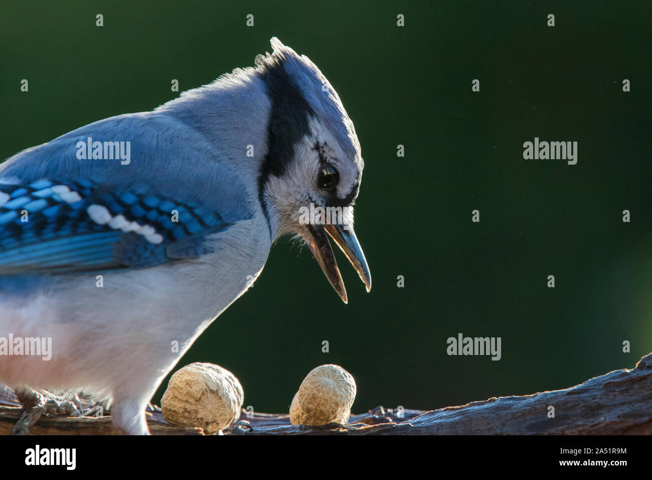 Blue jay in fall Stock Photo - Alamy