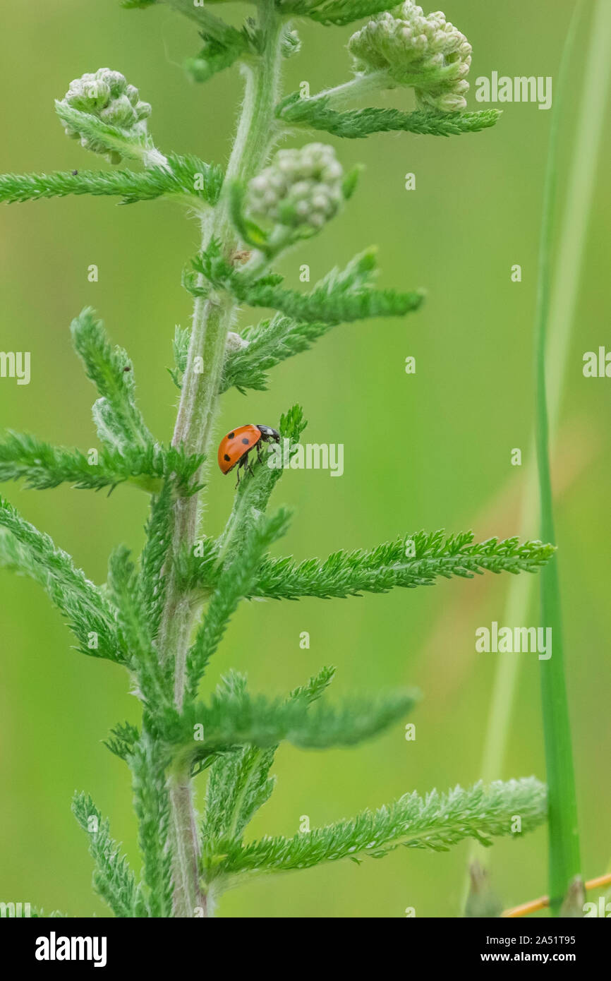 Close up a tiny ladybird at wildlife forest Stock Photo - Alamy