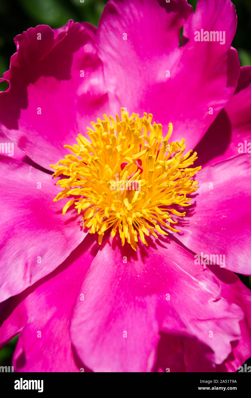 Close-up of a garden peony, Paeonia officinalis Stock Photo - Alamy
