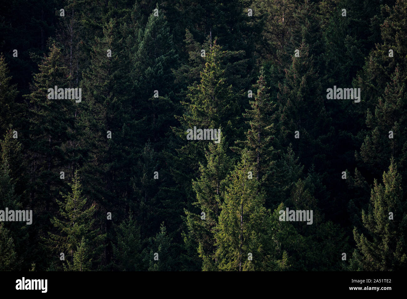 Evergreen forests biome hi-res stock photography and images - Alamy