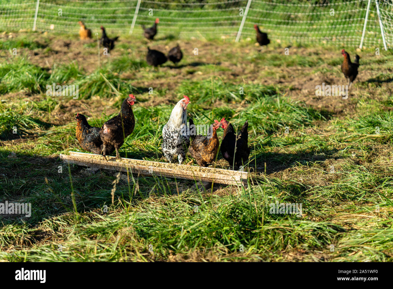American free range farm hi-res stock photography and images - Alamy