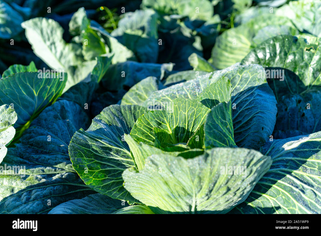 Frosty cabbage at the organic farm in Tacoma, Washingon Stock Photo - Alamy