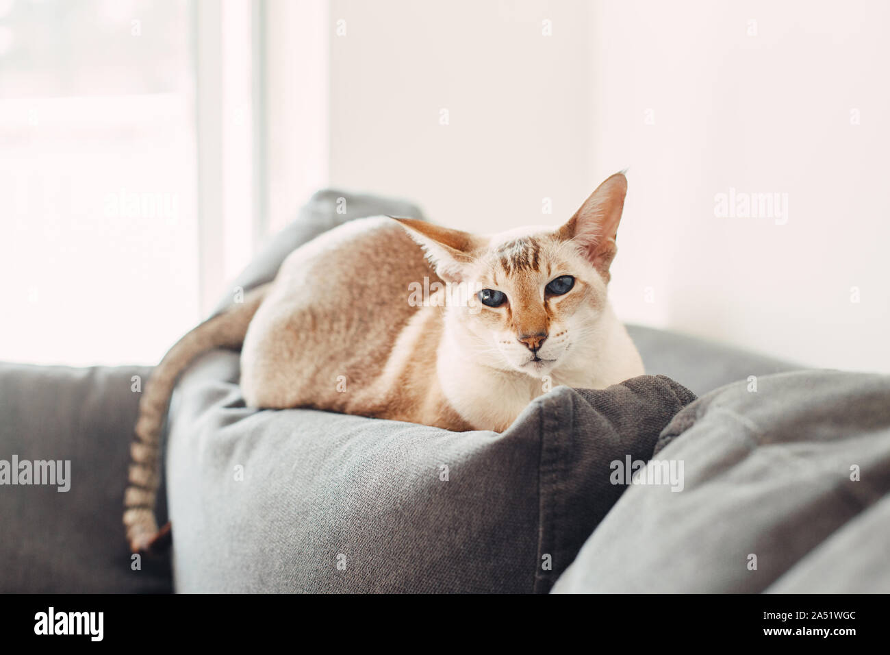Beautiful colorpoint blue-eyed oriental breed cat lying on couch sofa ...