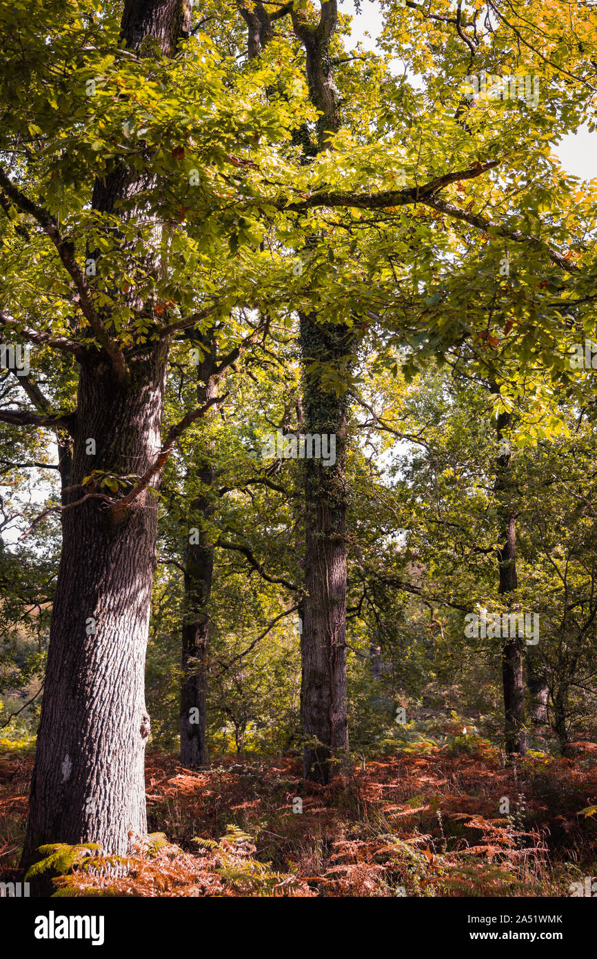 Royal Forest Of Dean High Resolution Stock Photography and Images - Alamy