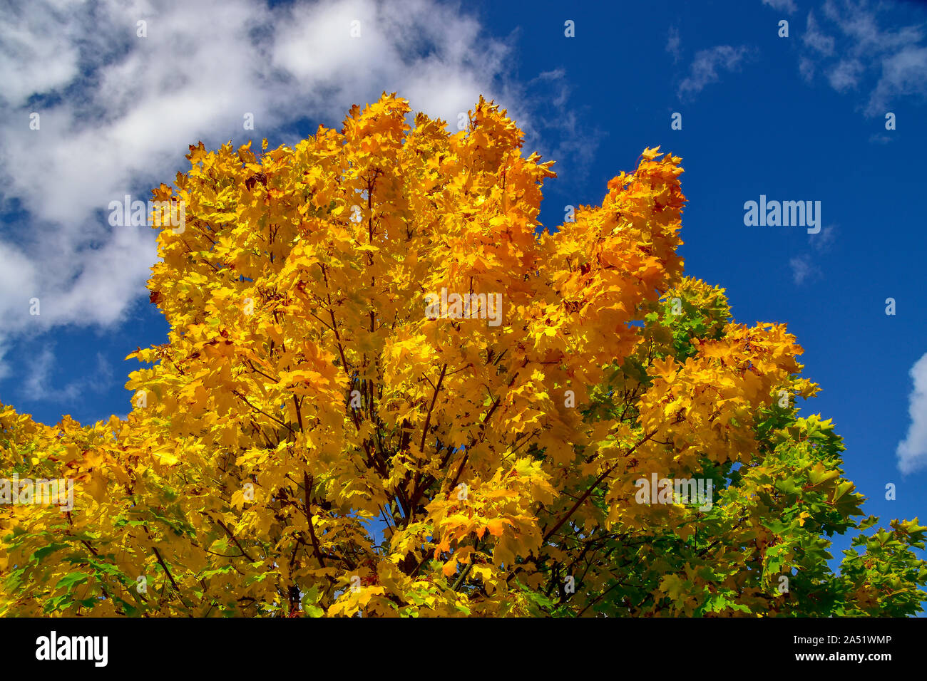 Maple tree with colourful autumn leaves Stock Photo - Alamy