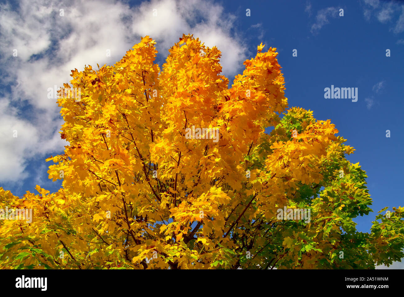 Maple tree with colourful autumn leaves Stock Photo - Alamy