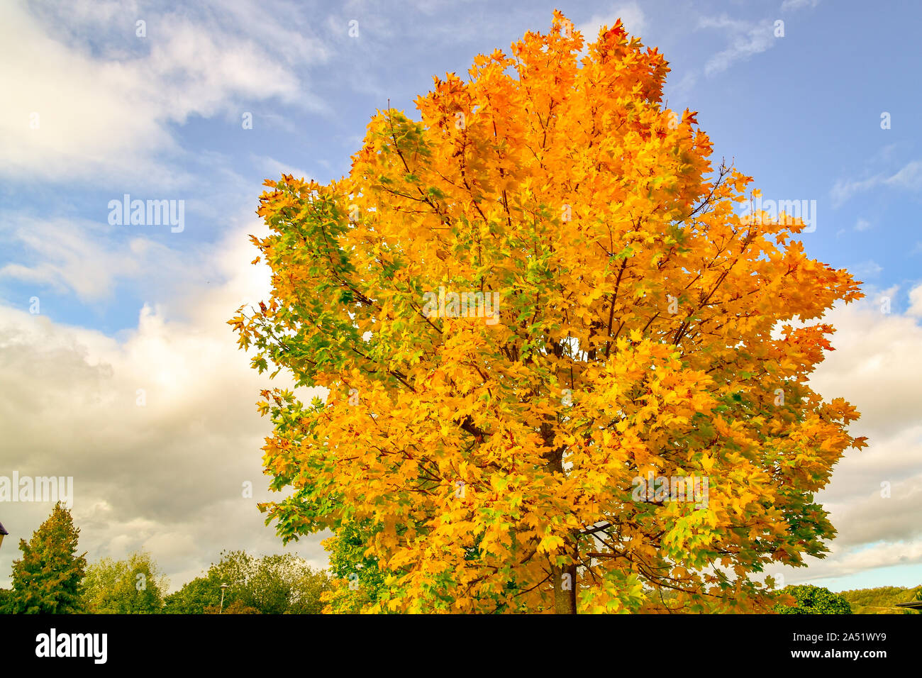 Maple tree with colourful autumn leaves Stock Photo - Alamy