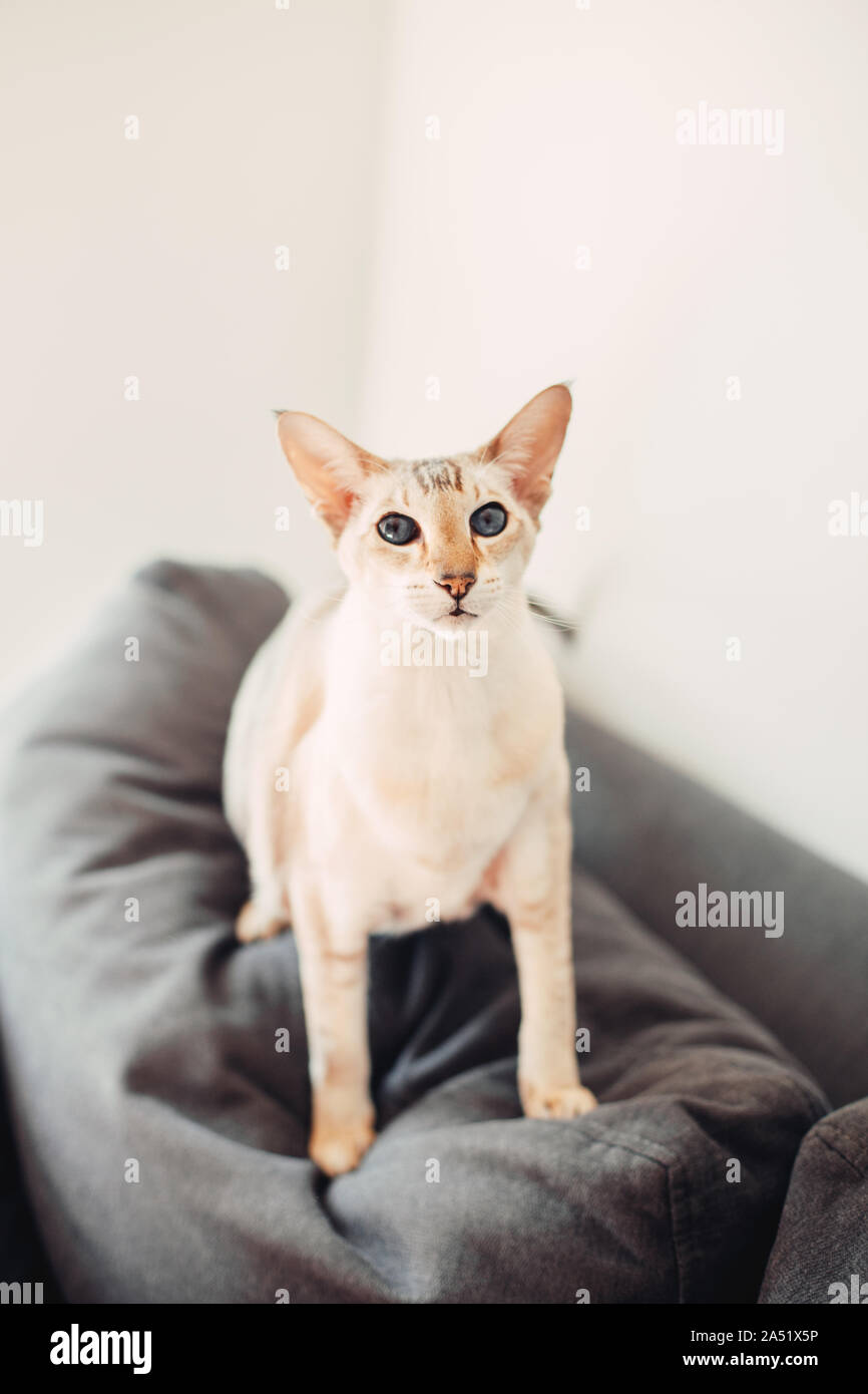 Beautiful colorpoint blue-eyed oriental breed cat sitting on couch sofa ...