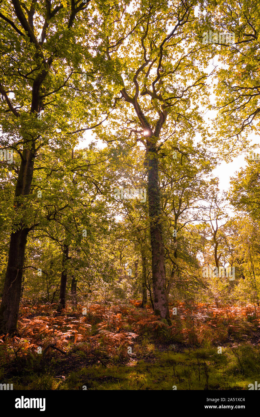 Royal forest of dean hi-res stock photography and images - Alamy