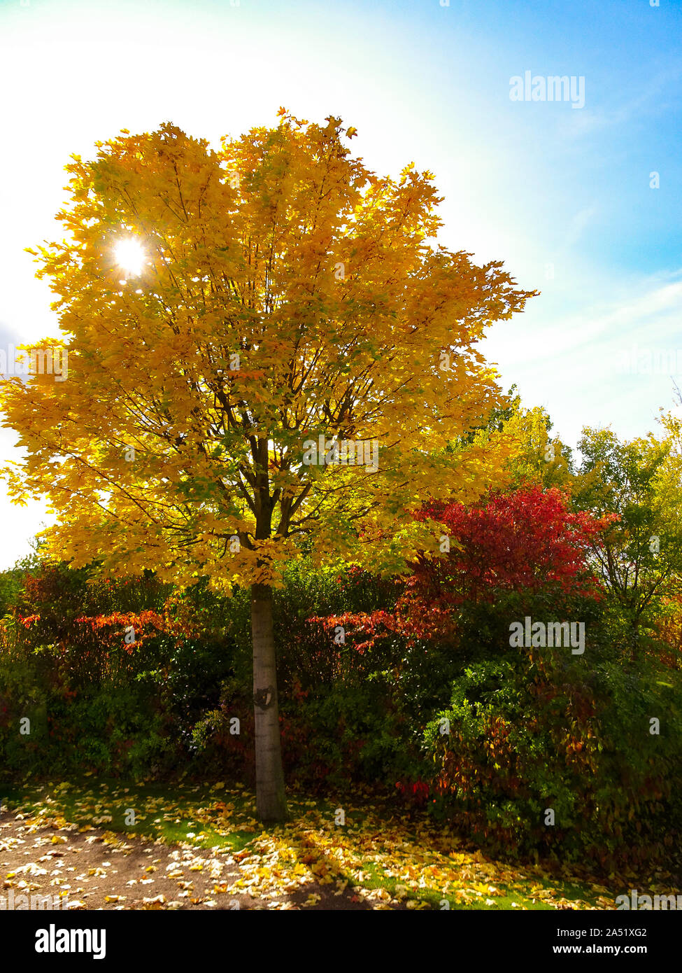 Maple tree with colourful autumn leaves Stock Photo - Alamy