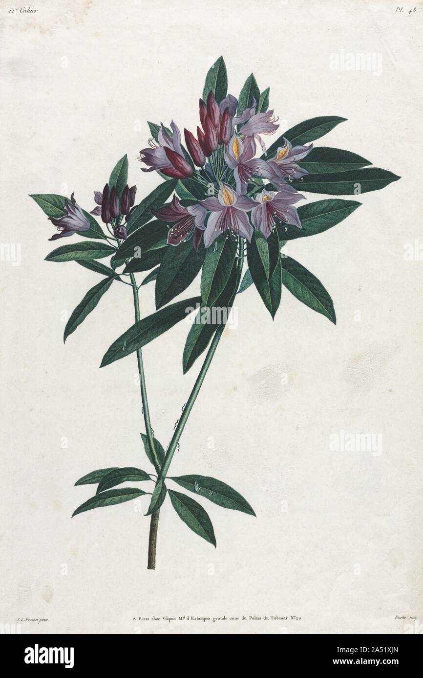 The pontic rhododendron hi-res stock photography and images - Alamy