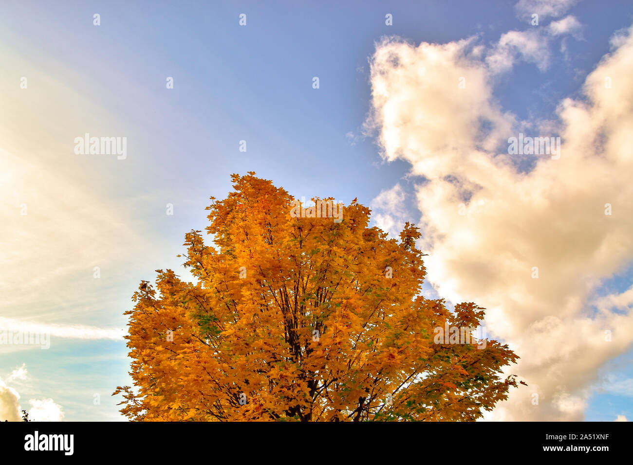 Maple tree with colourful autumn leaves Stock Photo - Alamy