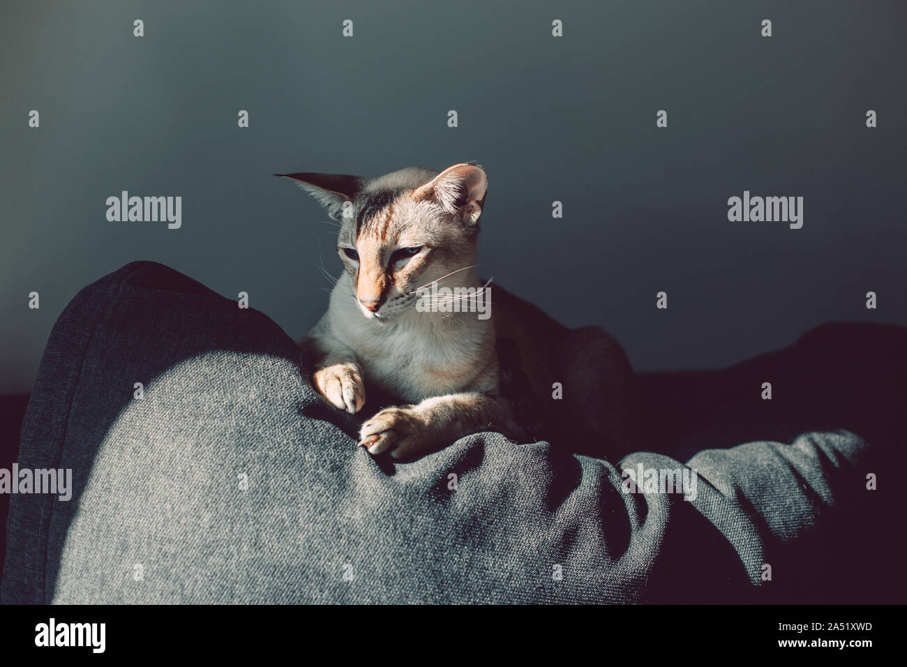 Beautiful colorpoint blue-eyed oriental breed cat lying on couch sofa ...