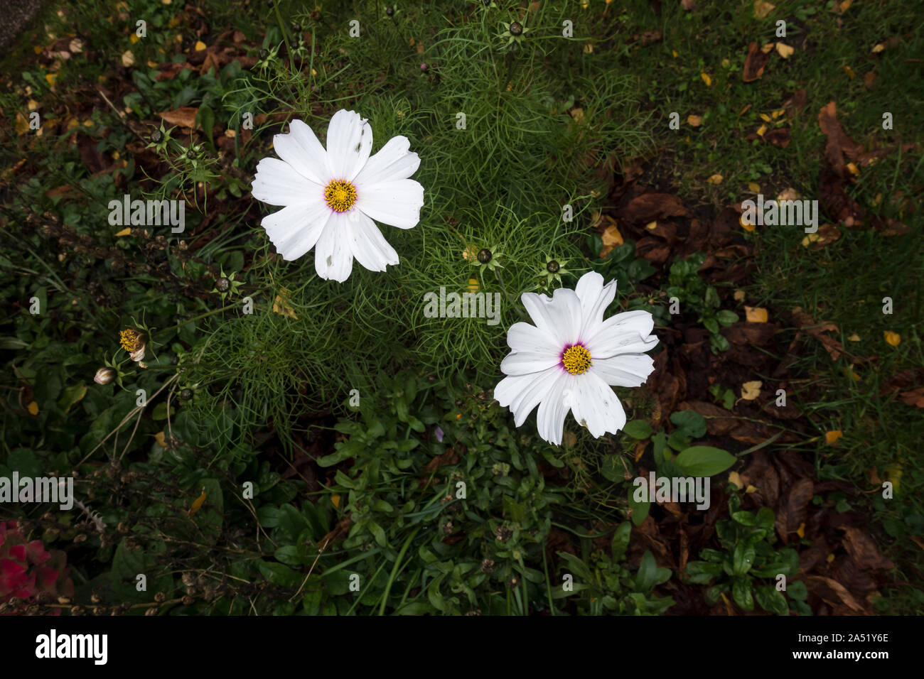 Coreopsis flower heads Stock Photo - Alamy