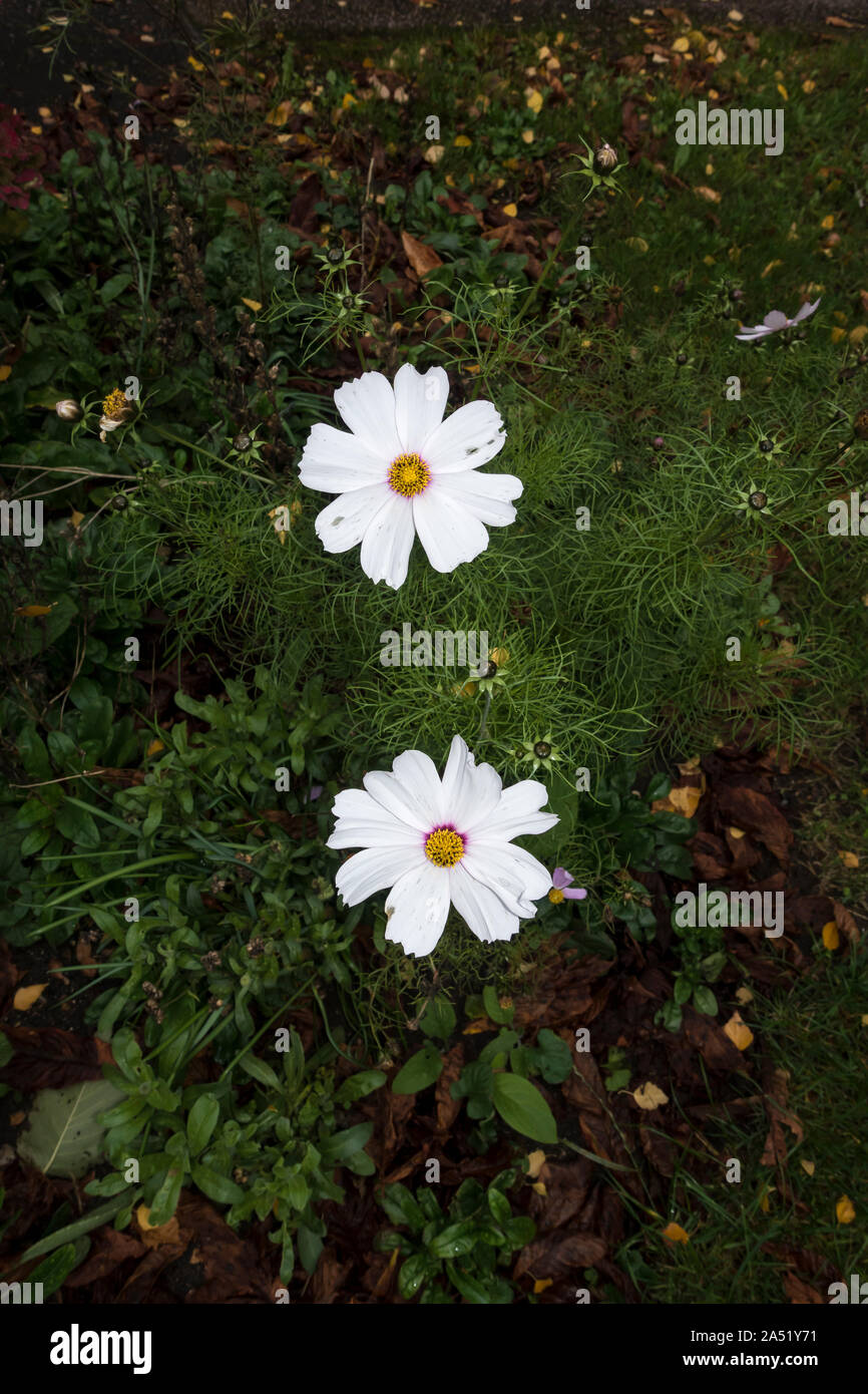 Calliopsis Flowers High Resolution Stock Photography and Images - Alamy