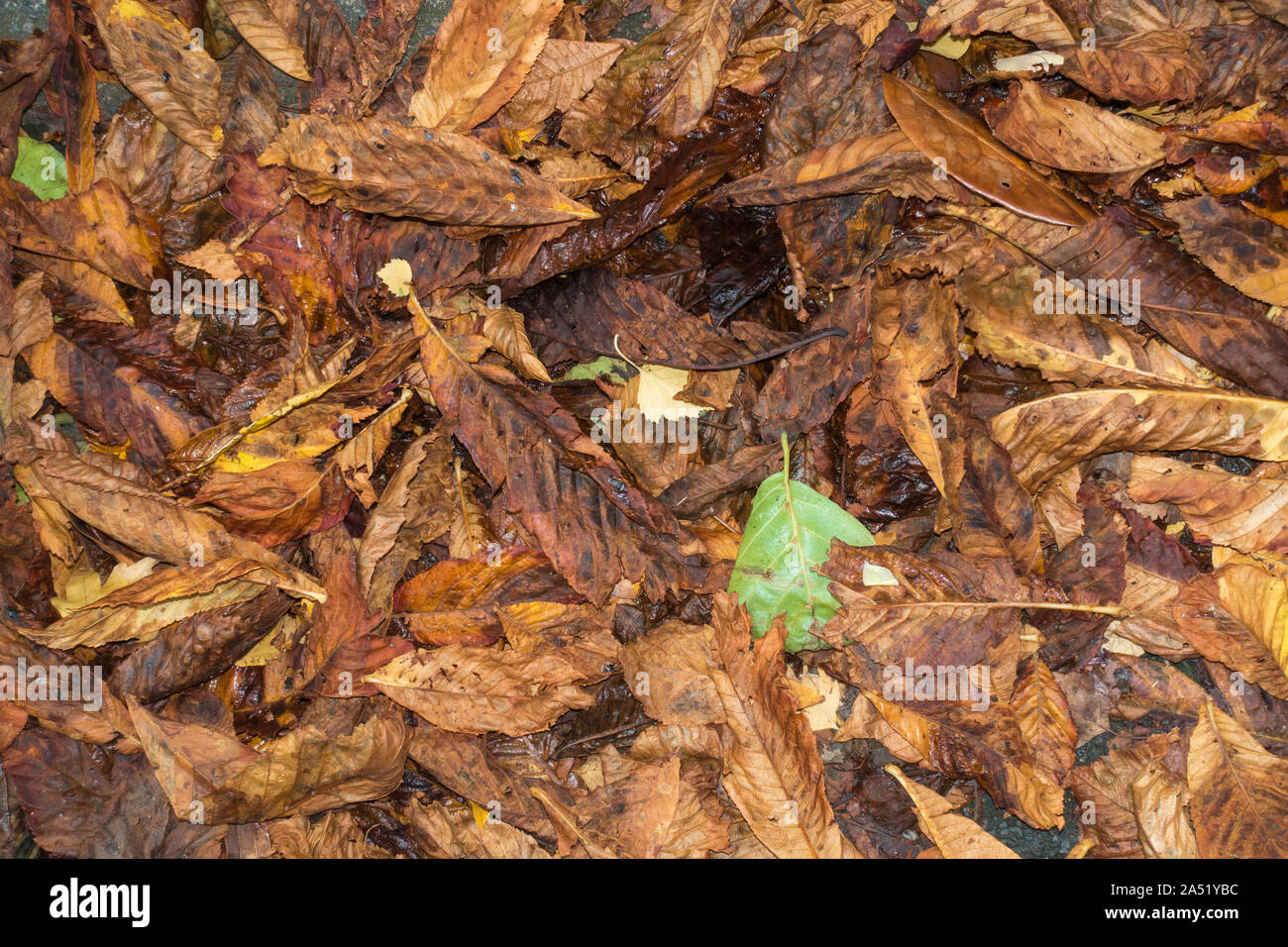 In dead leaves hi-res stock photography and images - Alamy