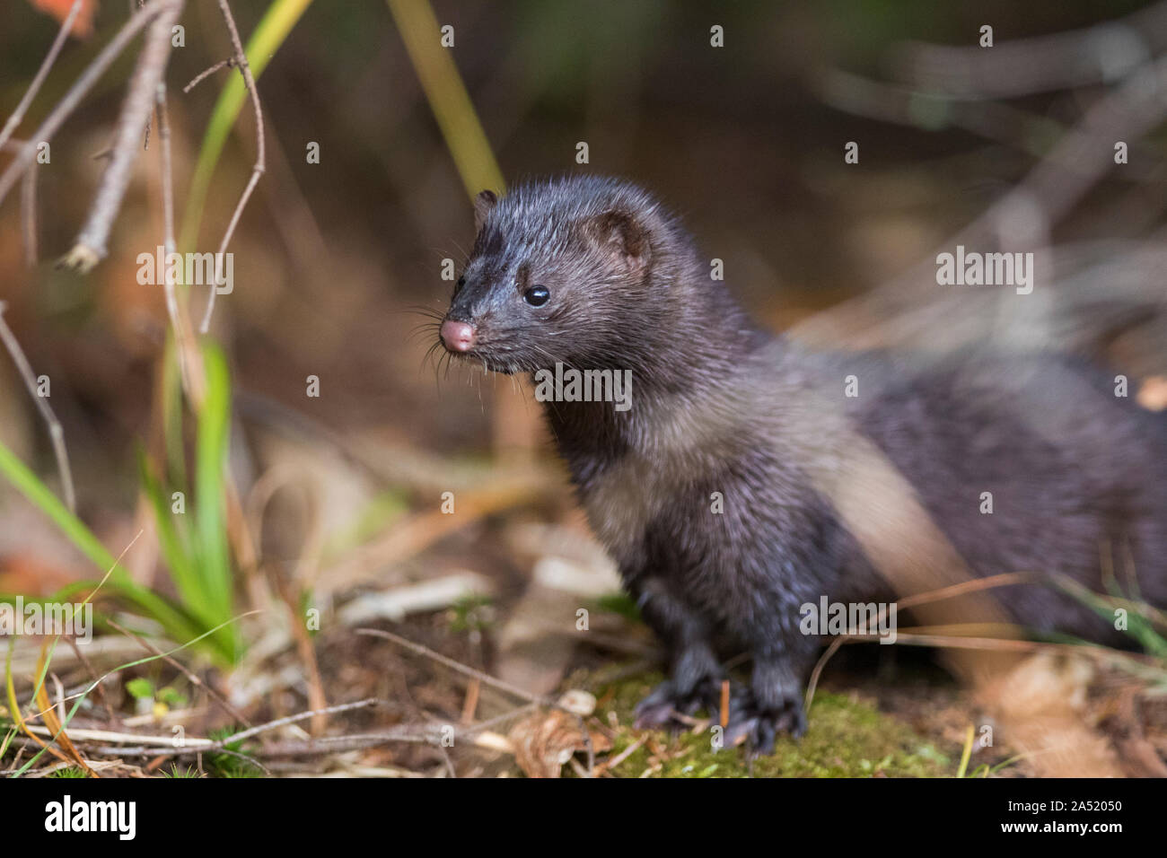 North american mink animals natural hi-res stock photography and images ...