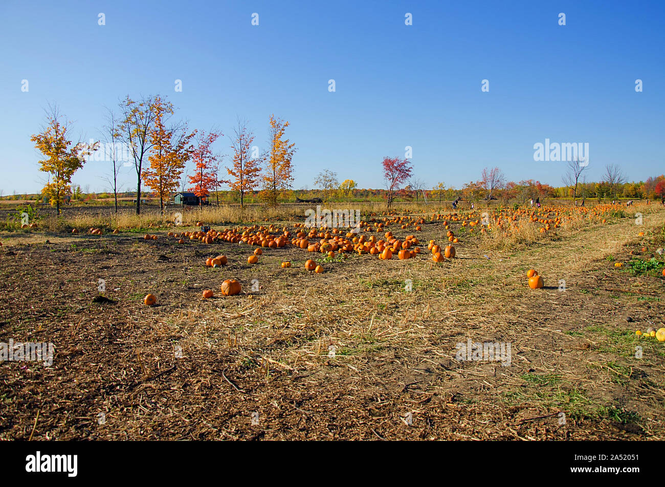 Pumpkin patch on a field of a farm Stock Photo - Alamy