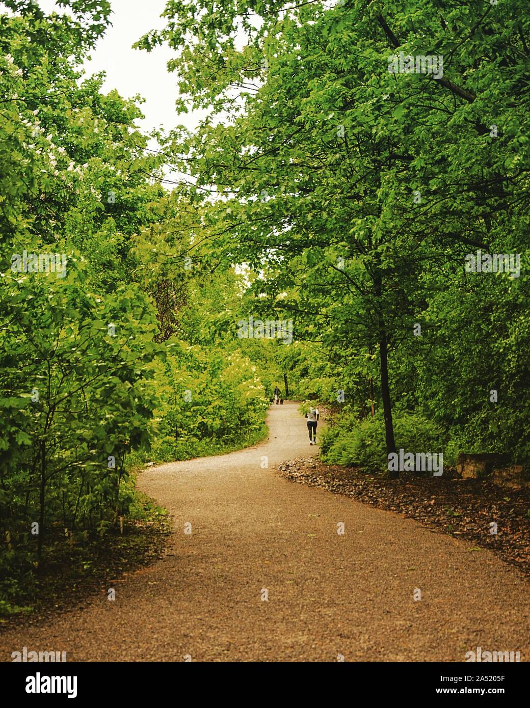 A man-made path leading through woods Stock Photo - Alamy