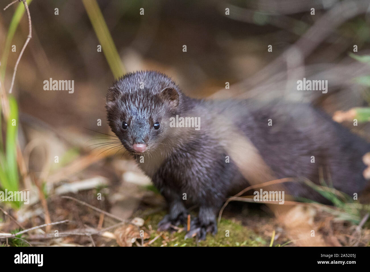 North american mink animals natural hi-res stock photography and images ...