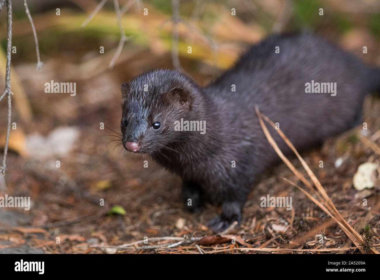 American mink hi-res stock photography and images - Alamy