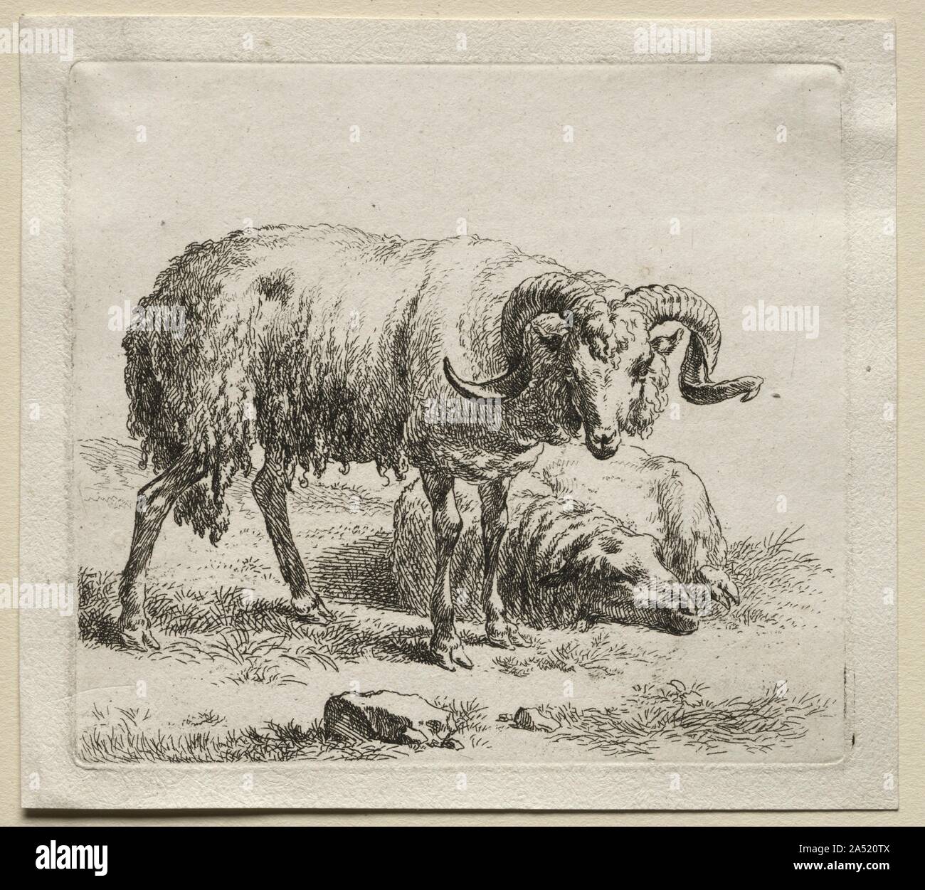 Ram and Sheep Stock Photo - Alamy