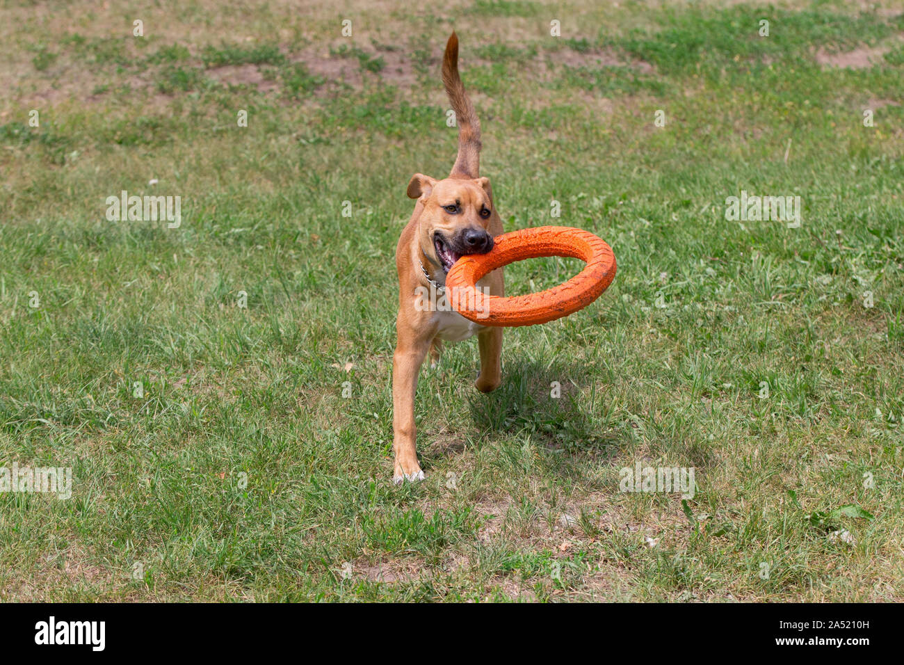 Pitbull running meadow hi-res stock photography and images - Alamy