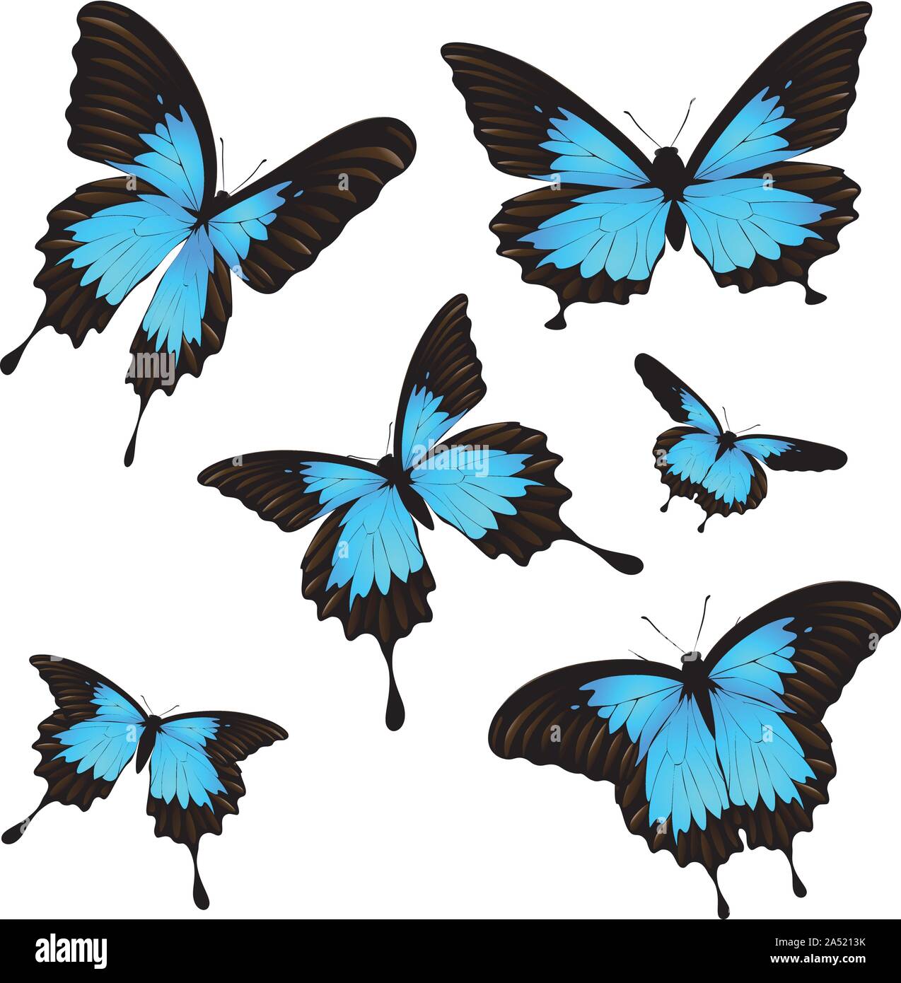 Collection of papilio ulysses butterflies, blue mountain swallowtail ...