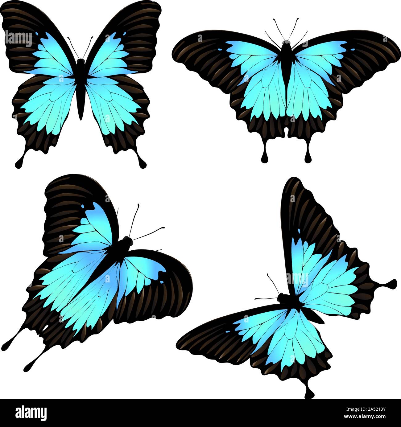 Collection of papilio ulysses butterflies, blue mountain swallowtail ...