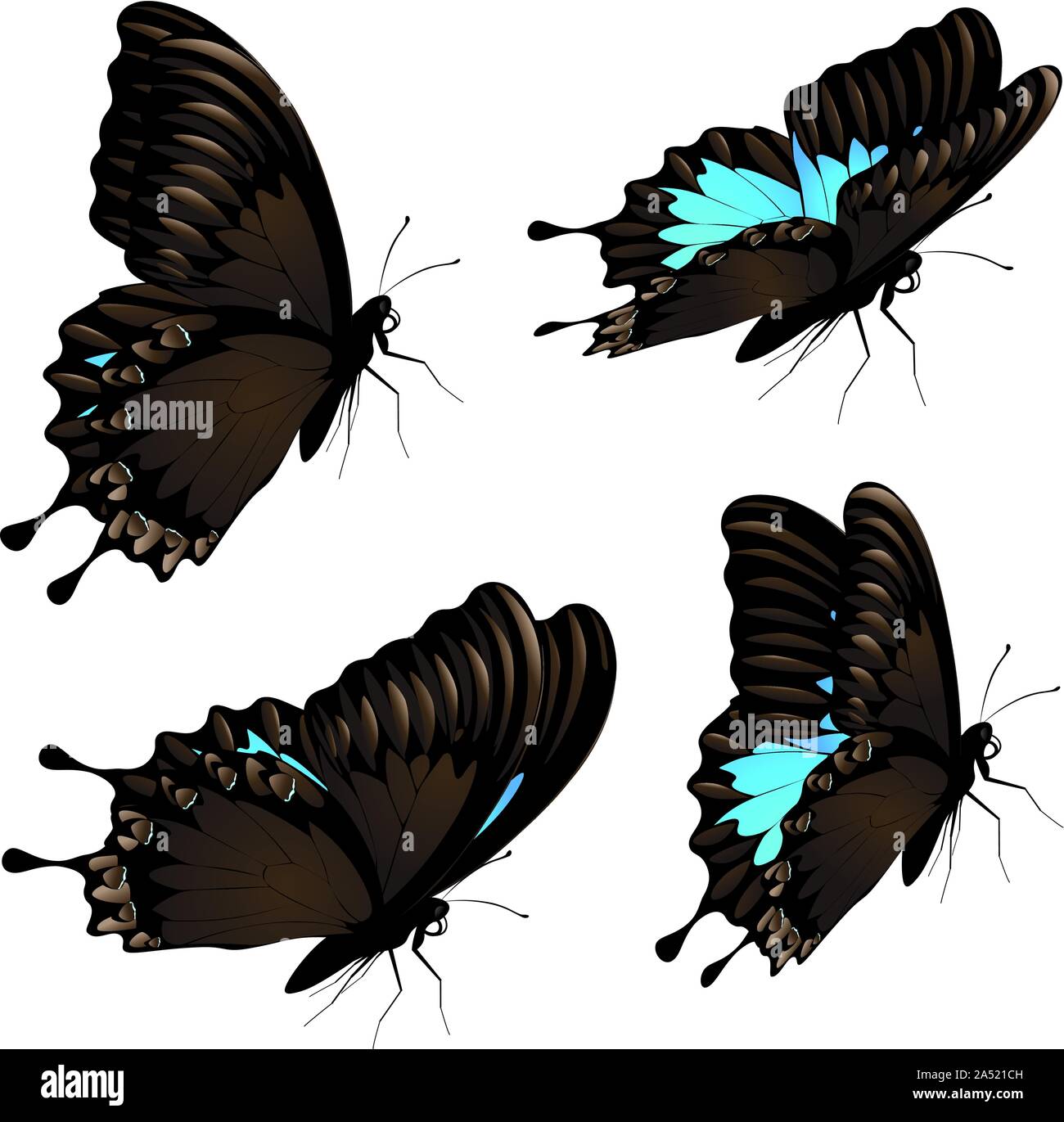 Collection of papilio ulysses butterflies, blue mountain swallowtail ...
