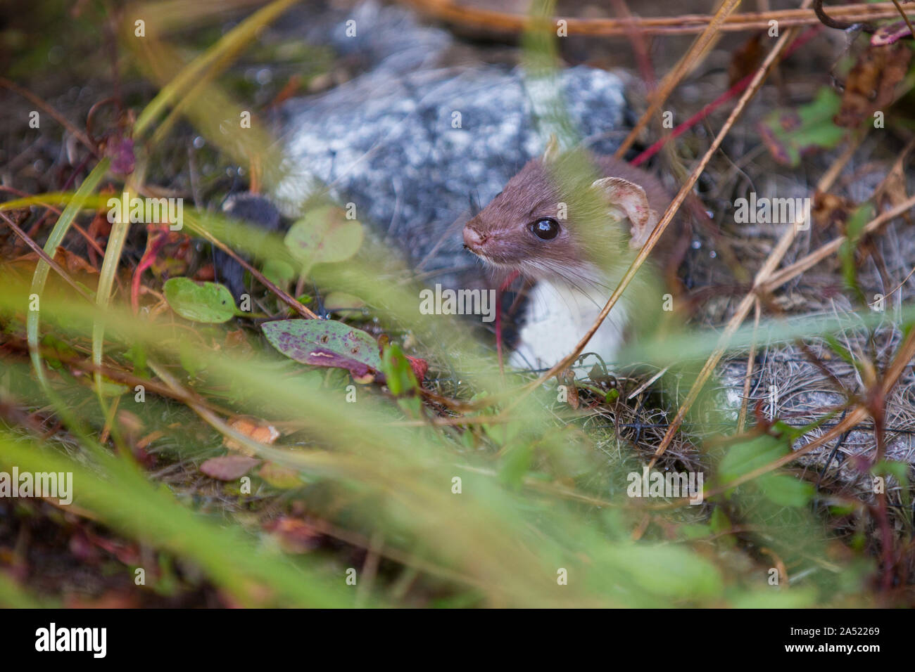 long-tailed weasel (Mustela frenata Stock Photo - Alamy