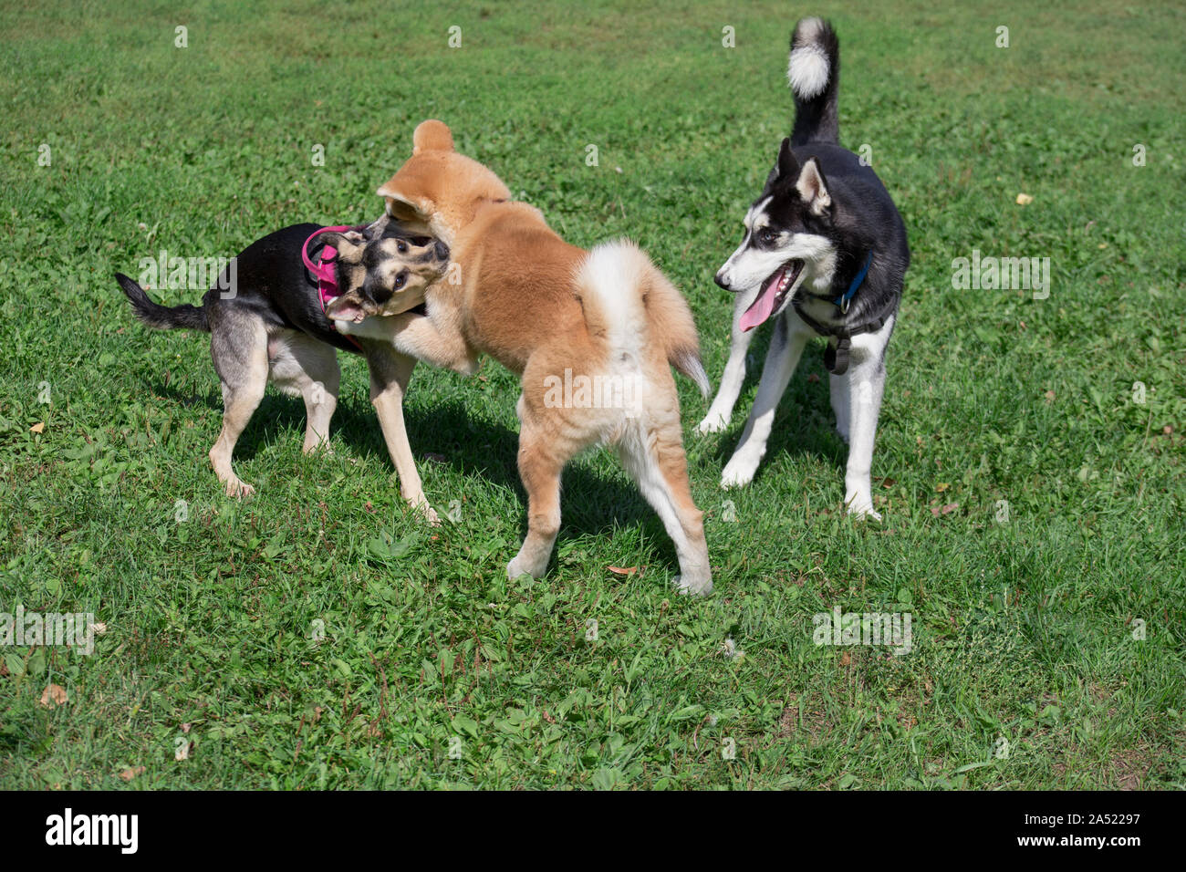 Siberian husky, akita inu puppy and homeless dog are playing on a green ...