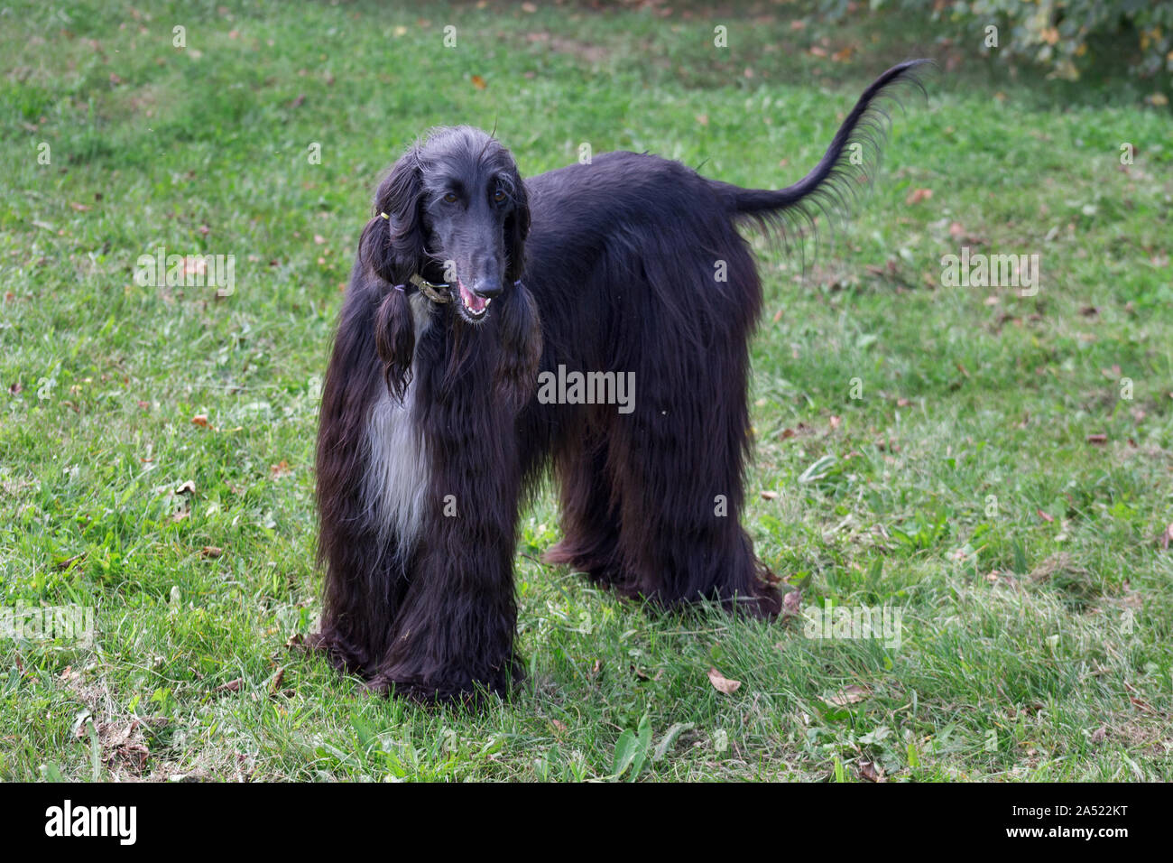 Tazi dog hi-res stock photography and images - Alamy