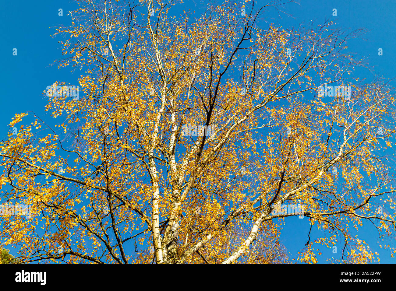 Crone wood hi-res stock photography and images - Alamy