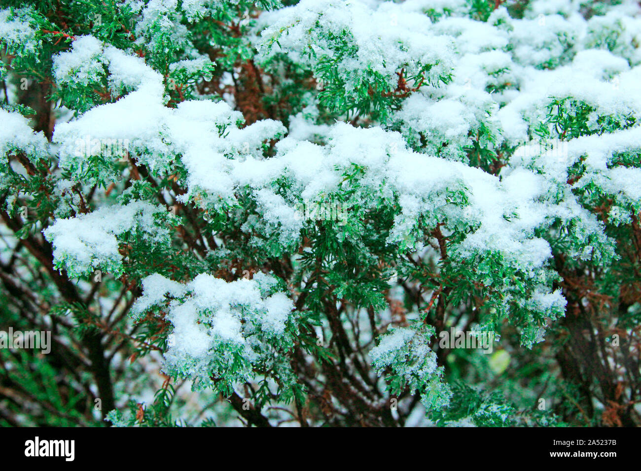 Juniper covered snow. Winter in mountains. Weather in forest. Juniper ...