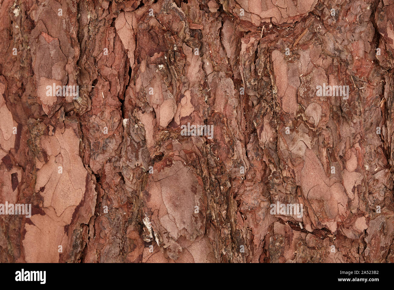 Bark piece hi-res stock photography and images - Alamy
